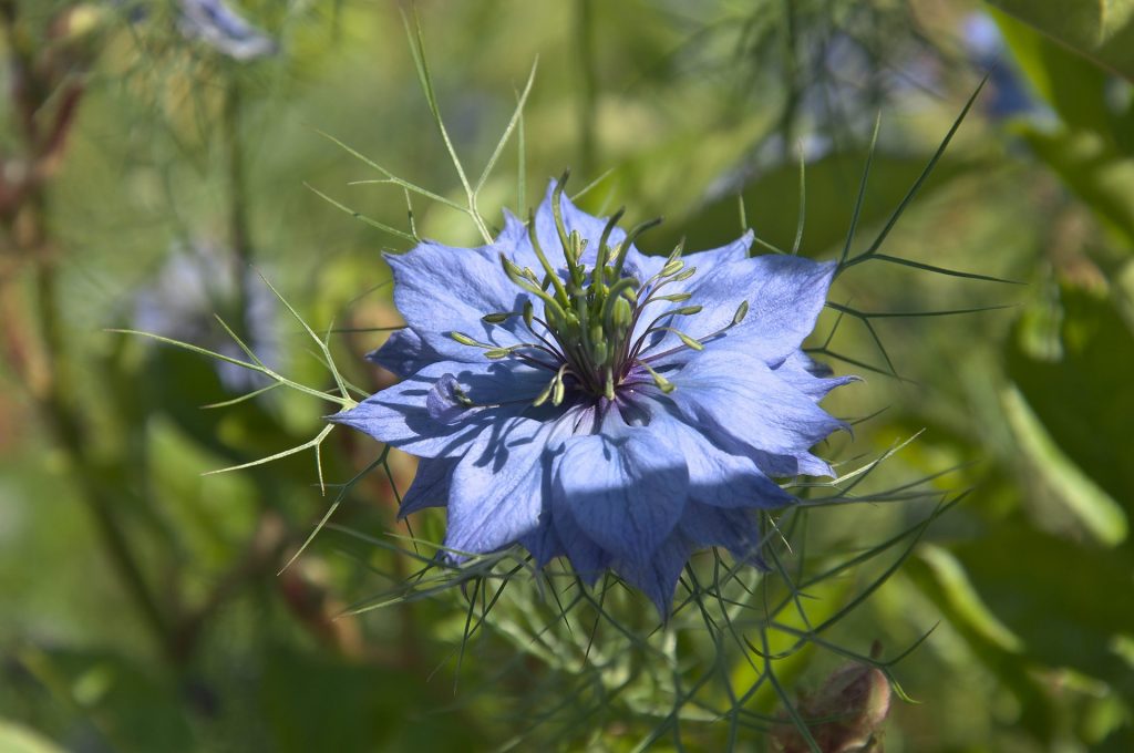 Czarnuszka dobra na wszystko - Blog Ziołowo